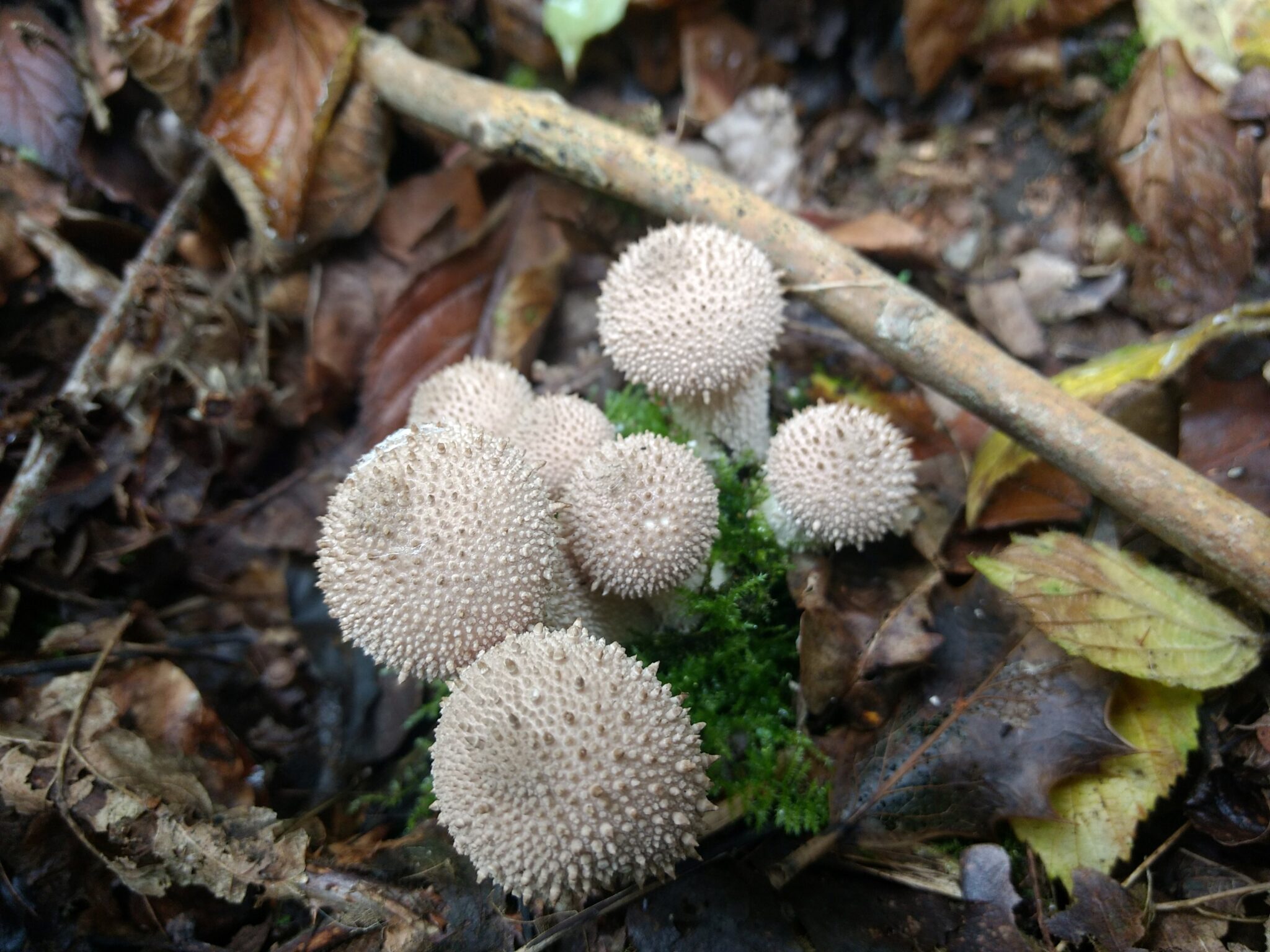 Common puffball – Friends of Gipton Wood